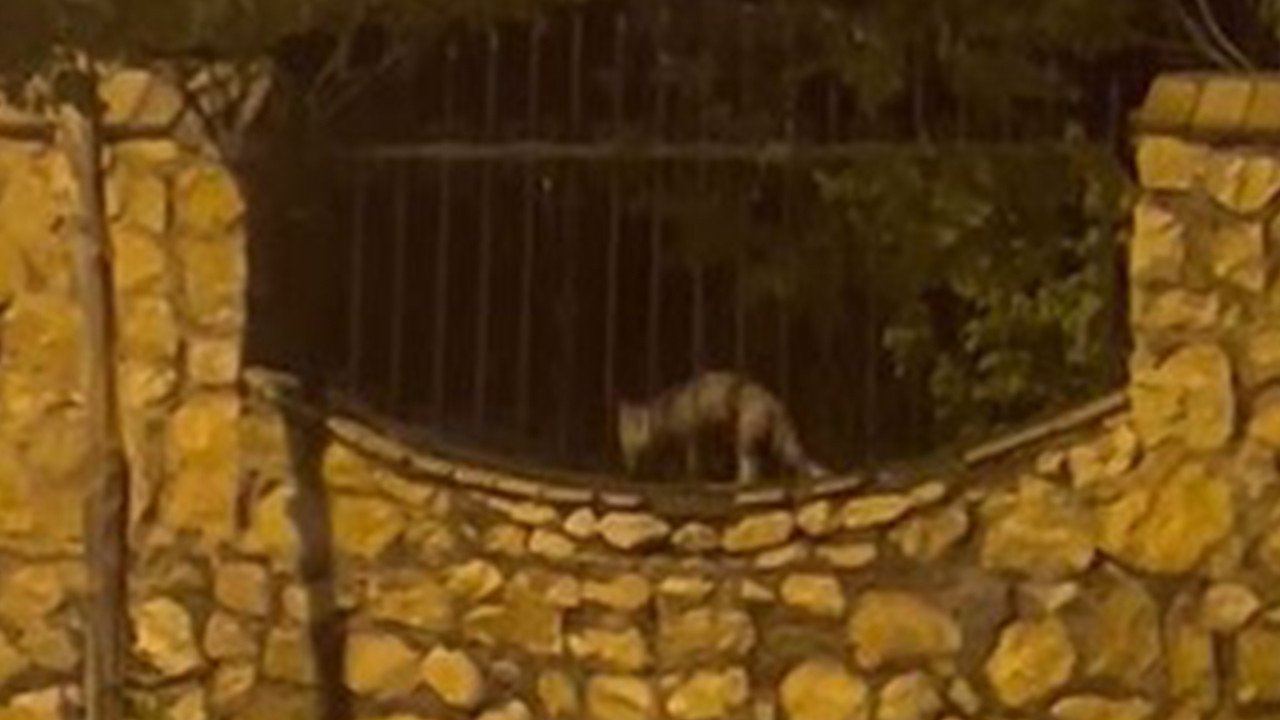 Elazığ’da aç kalan tilki tavuğu böyle götürdü