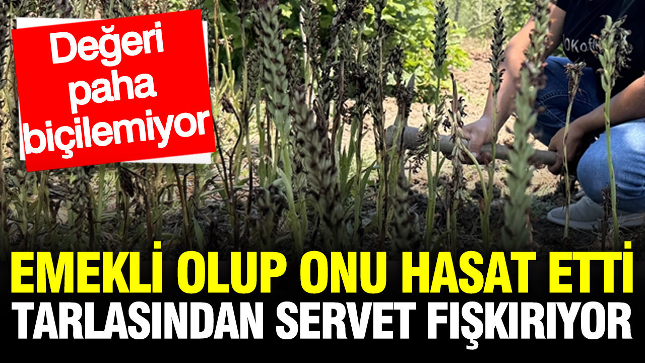Emekli olup bilmediği işe başladı: Değeri paha biçilemiyor