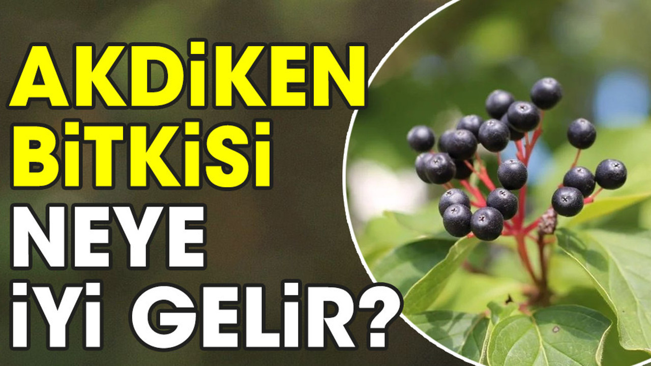 Akdiken bitkisi neye iyi gelir?
